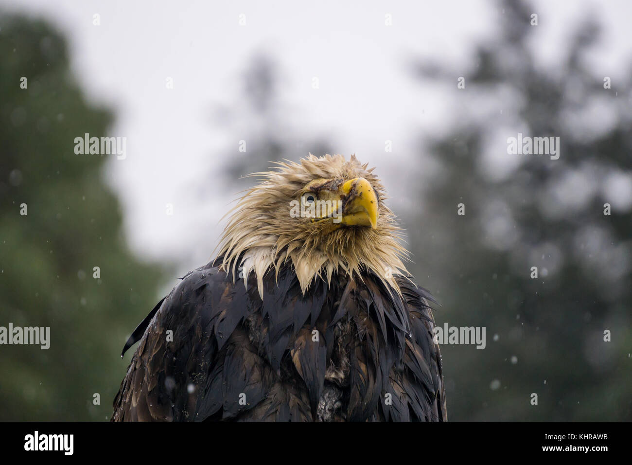 Portrait of a Big and Old Eagle with an injured beak. Picture taken in ...