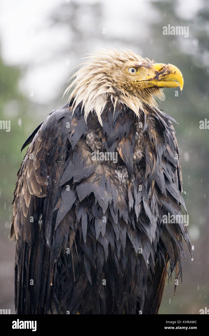 Old Eagle High Resolution Stock Photography and Images - Alamy