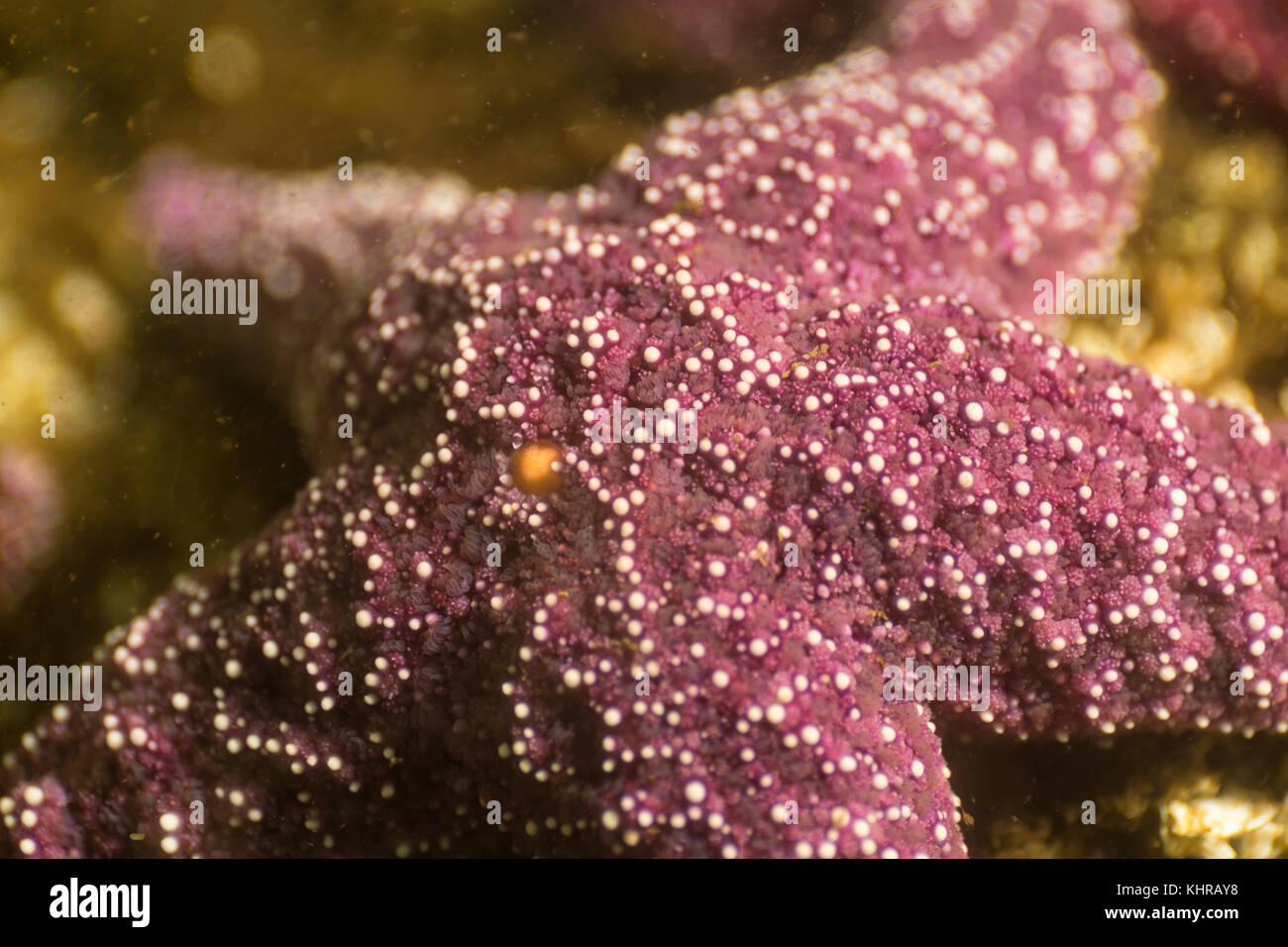 Close up macro picture of a starfish in Pacific Ocean Stock Photo - Alamy