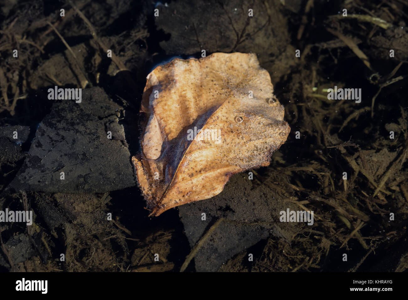 Floating dry leaf hi-res stock photography and images - Alamy