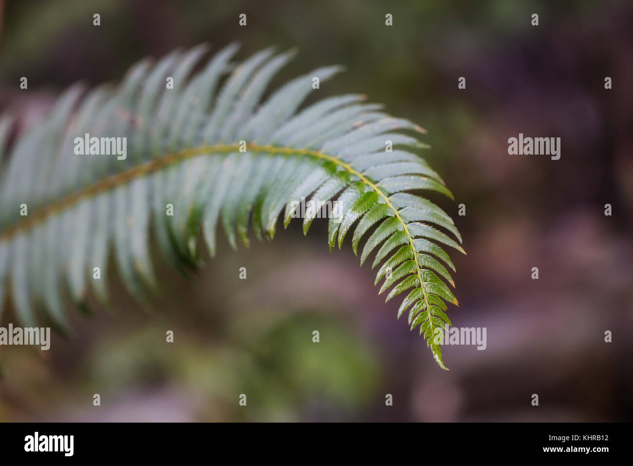 Macro picture of a green leaf in spring time. Picture taken in Lynn ...