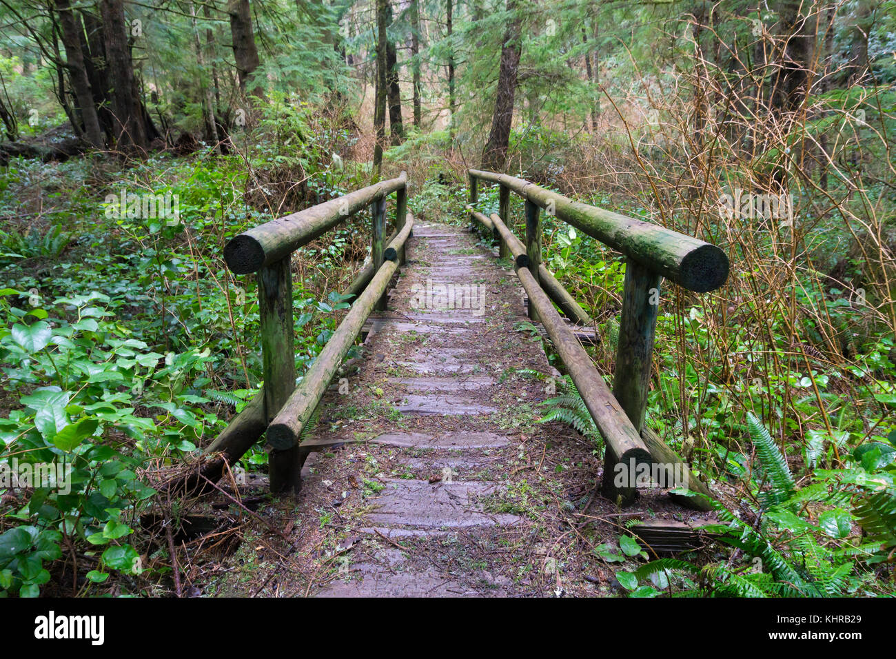 Wooden forrest path hi-res stock photography and images - Alamy