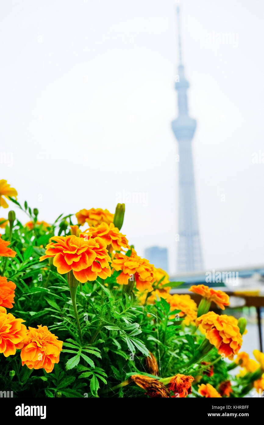 View of the flowers with Tokyo skyline in the background Stock Photo ...