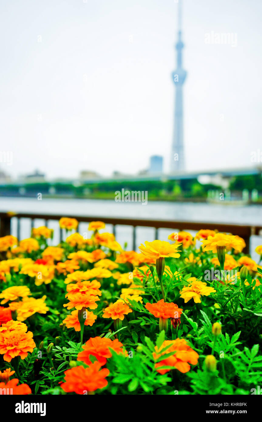 View of the flowers with Tokyo skyline in the background Stock Photo ...
