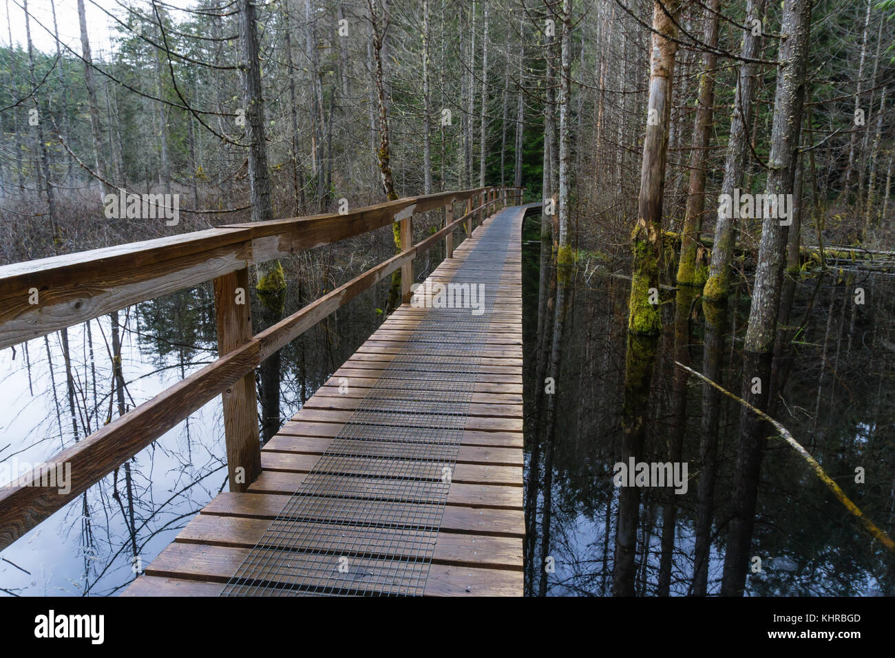 Wooden path on a hiking trail across a swamp lake full of trees. Taken ...