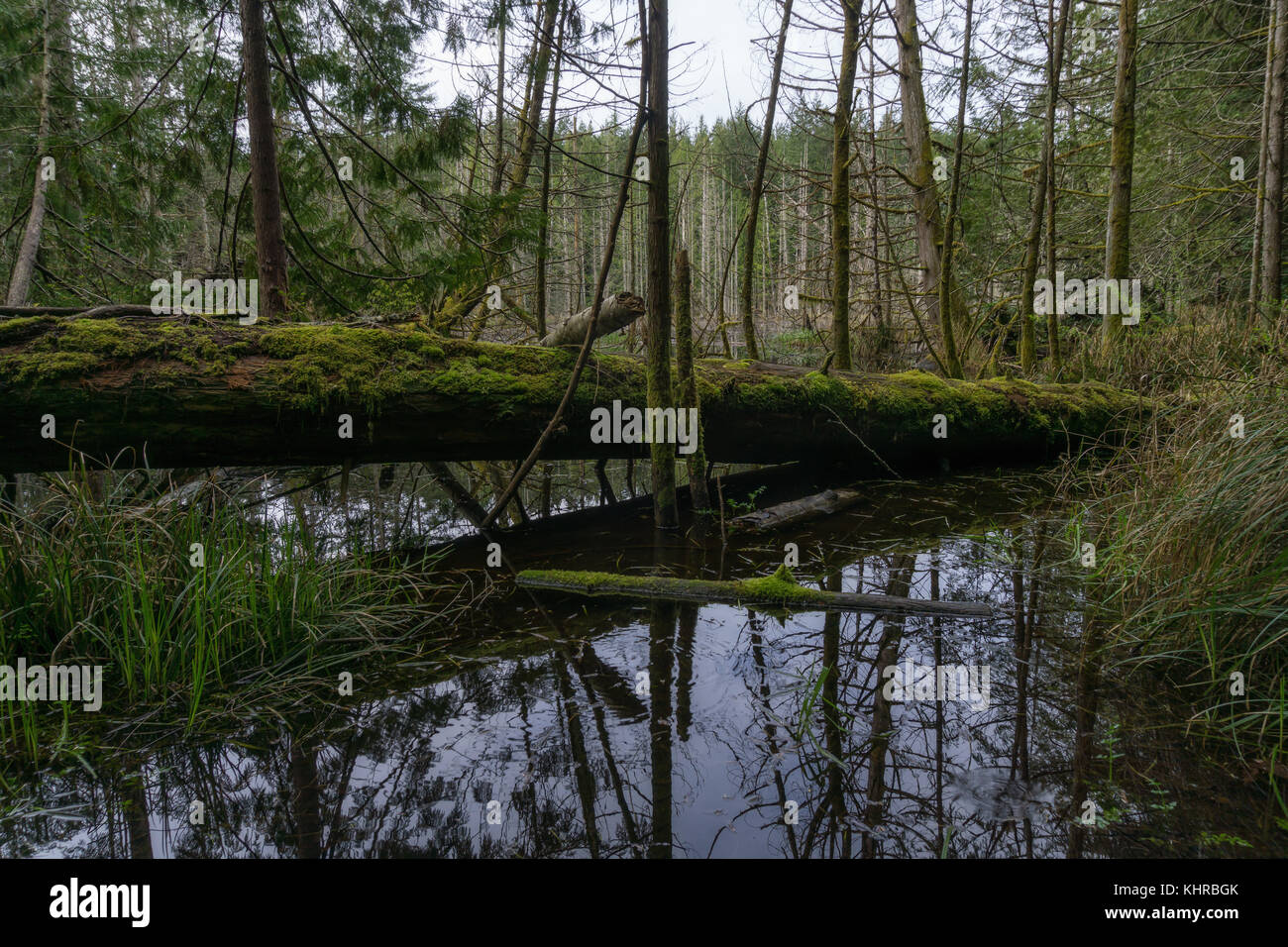 Swamp lake full of trees and branches. Taken in Smuggler Cove Marine ...