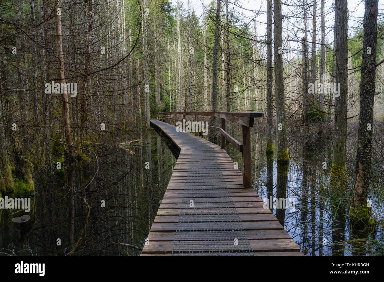 Wooden path on a hiking trail across a swamp lake full of trees. Taken ...