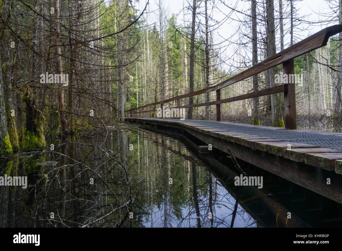 Wooden path on a hiking trail across a swamp lake full of trees. Taken ...