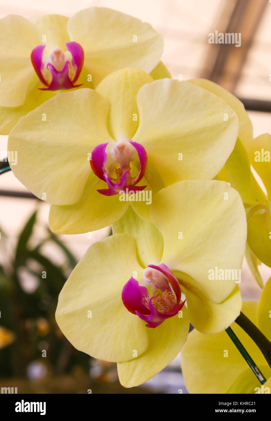 Yellow And Pink Orchid yellow-and-pink-orchid