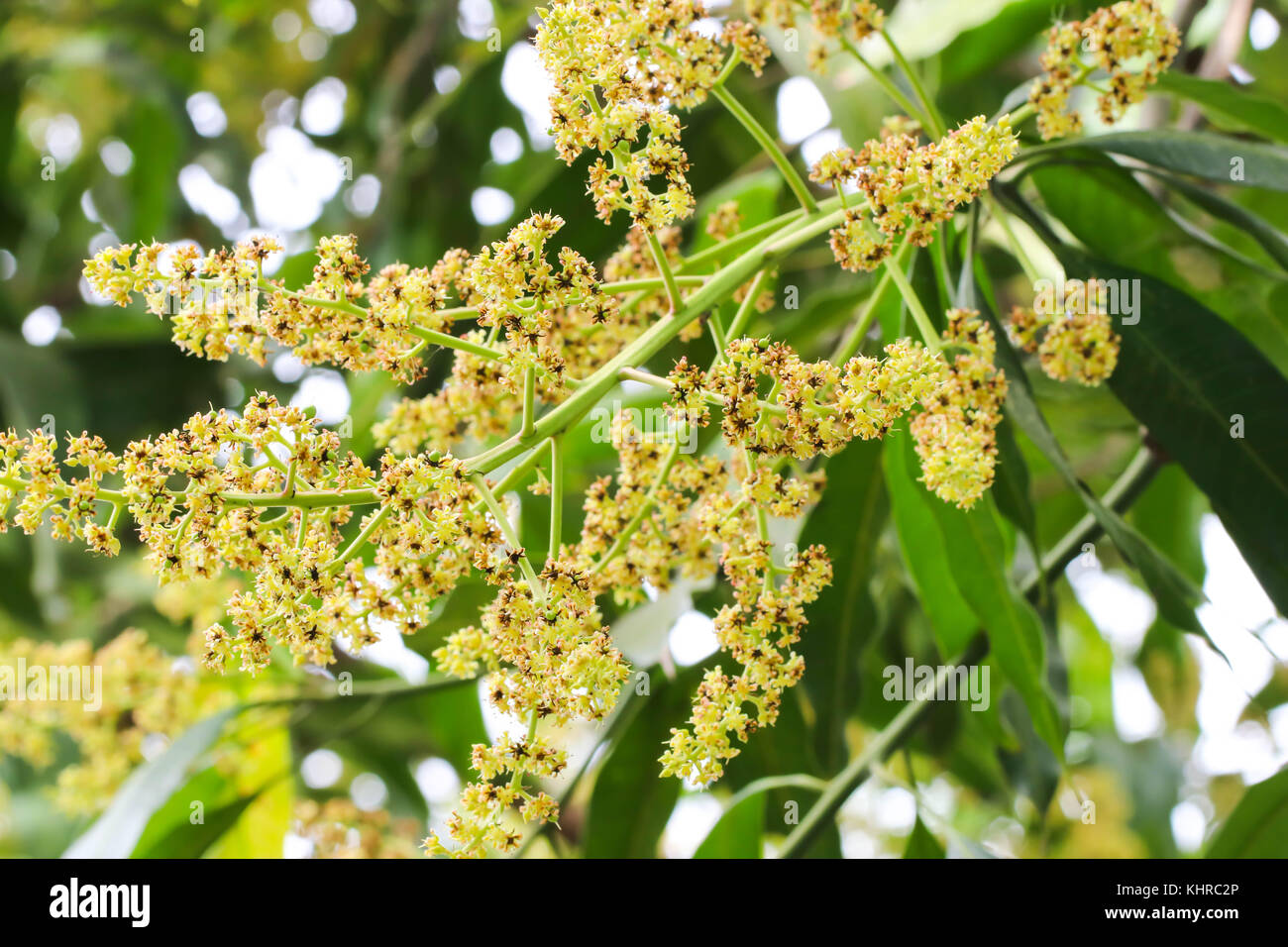 Close up Bunch of mango flowers on tree Stock Photo - Alamy