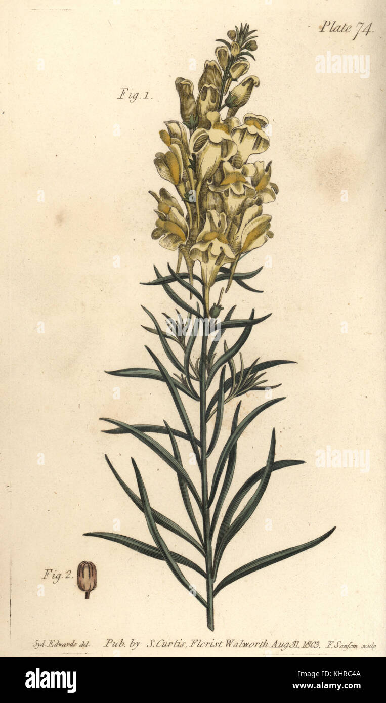 Yellow toad flax or snapdragon, Antirrhinum majus, Angiospermia ...