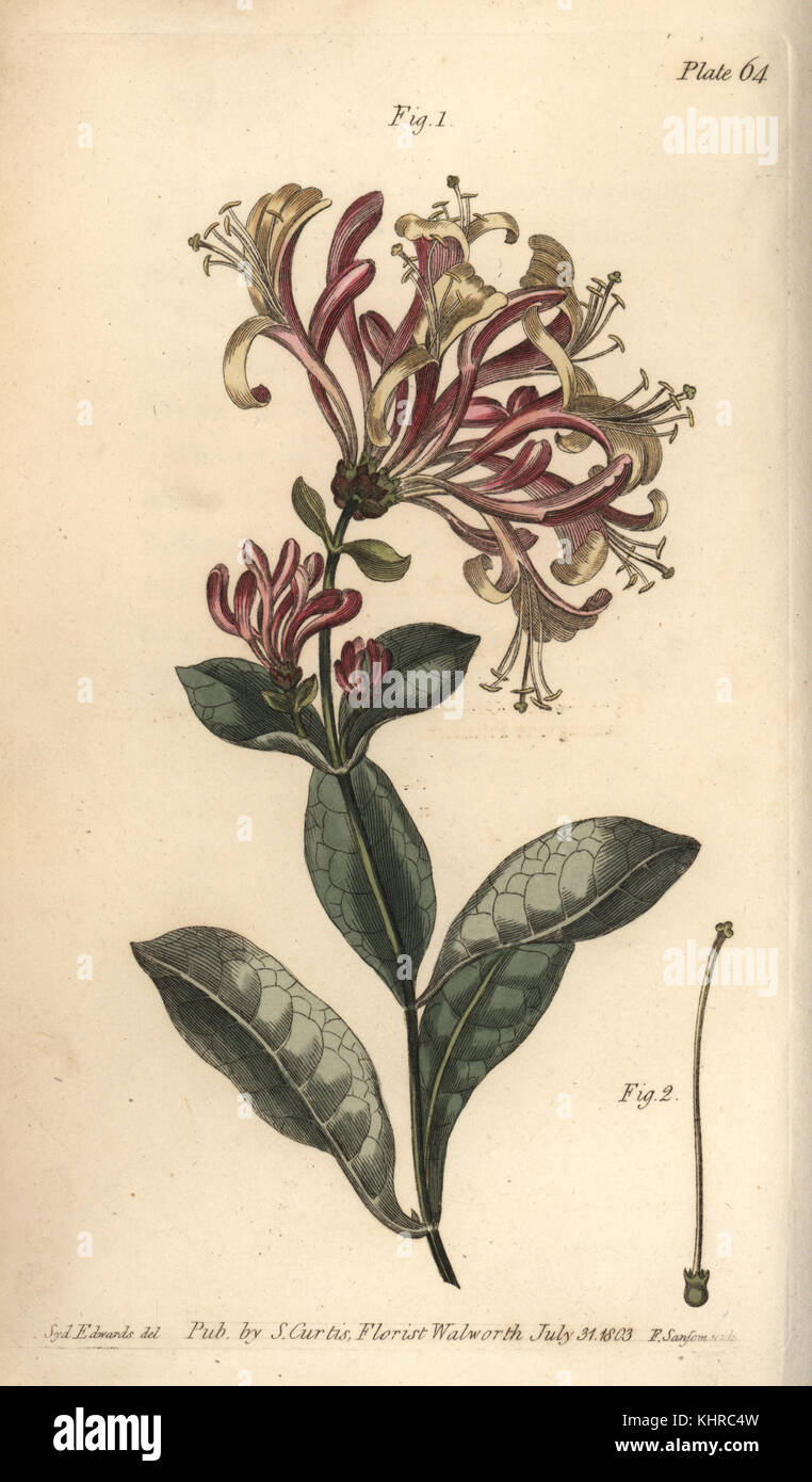 Honeysuckle, Lonicera caprifolium, Monogynia. Handcoloured copperplate ...