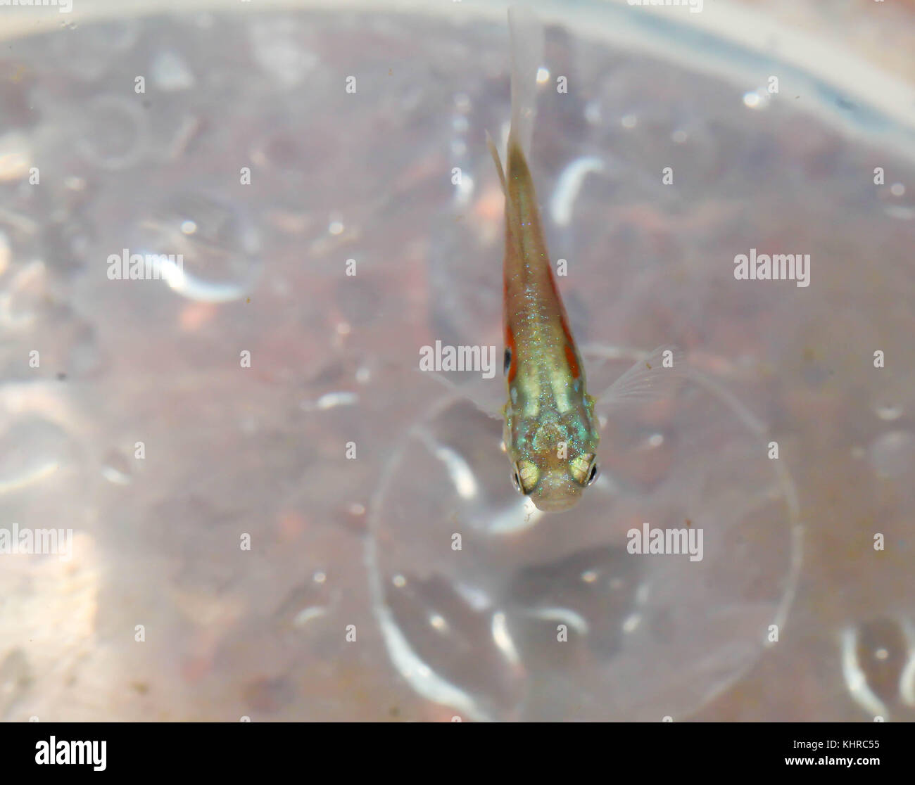 Multi colored fish hi-res stock photography and images - Alamy