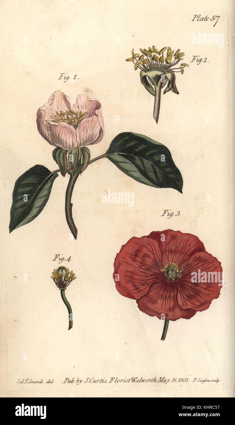 Quince flower, Cydonia oblonga, Icosandria, 1,2, and poppy flower ...