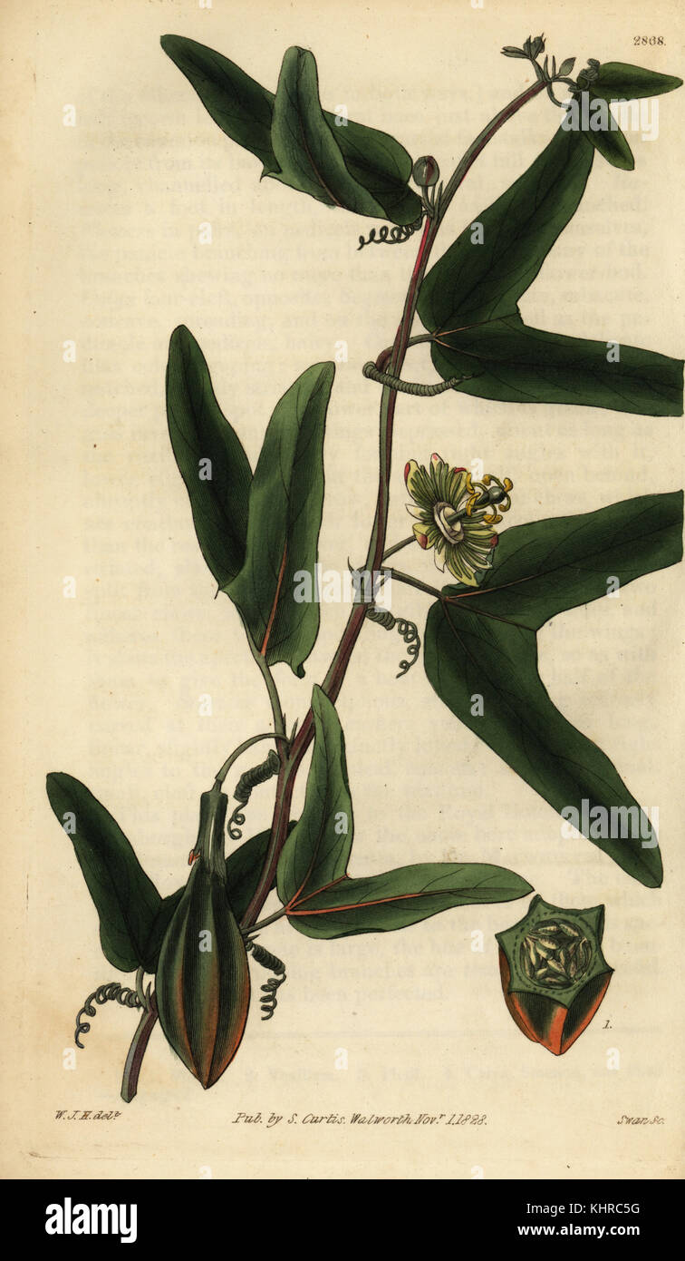 Red granadilla, Passiflora capsularis (Angular-fruited passion flower ...
