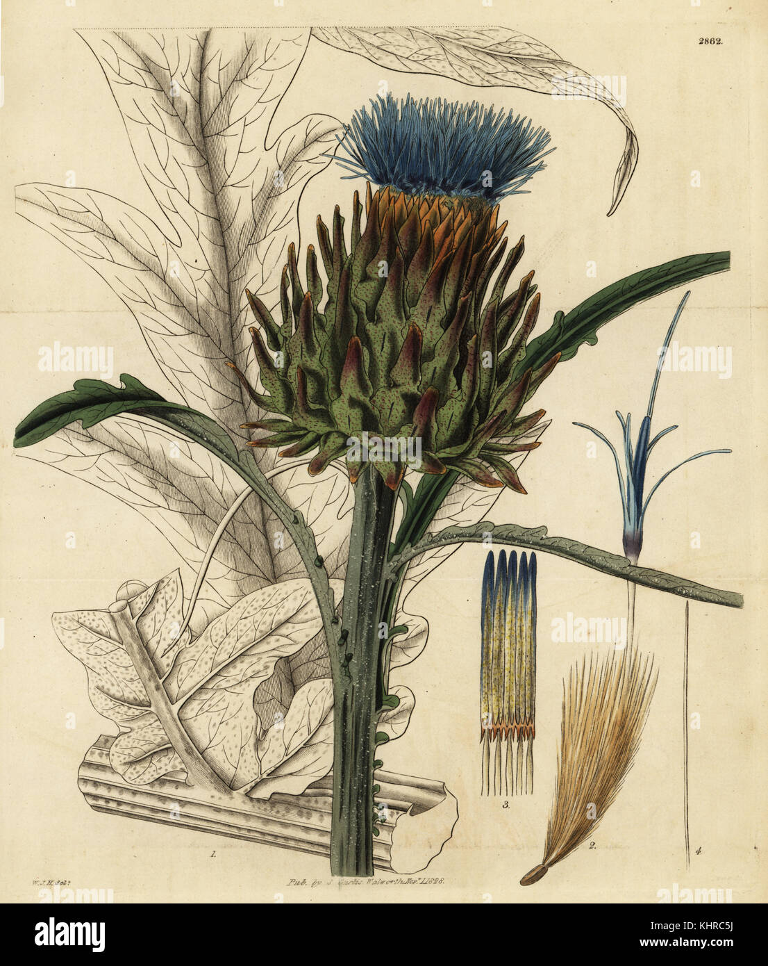 Cardoon illustration hi-res stock photography and images - Alamy