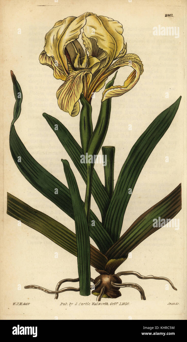 Pale yellow iris, Iris lutescens. Handcoloured copperplate engraving by ...