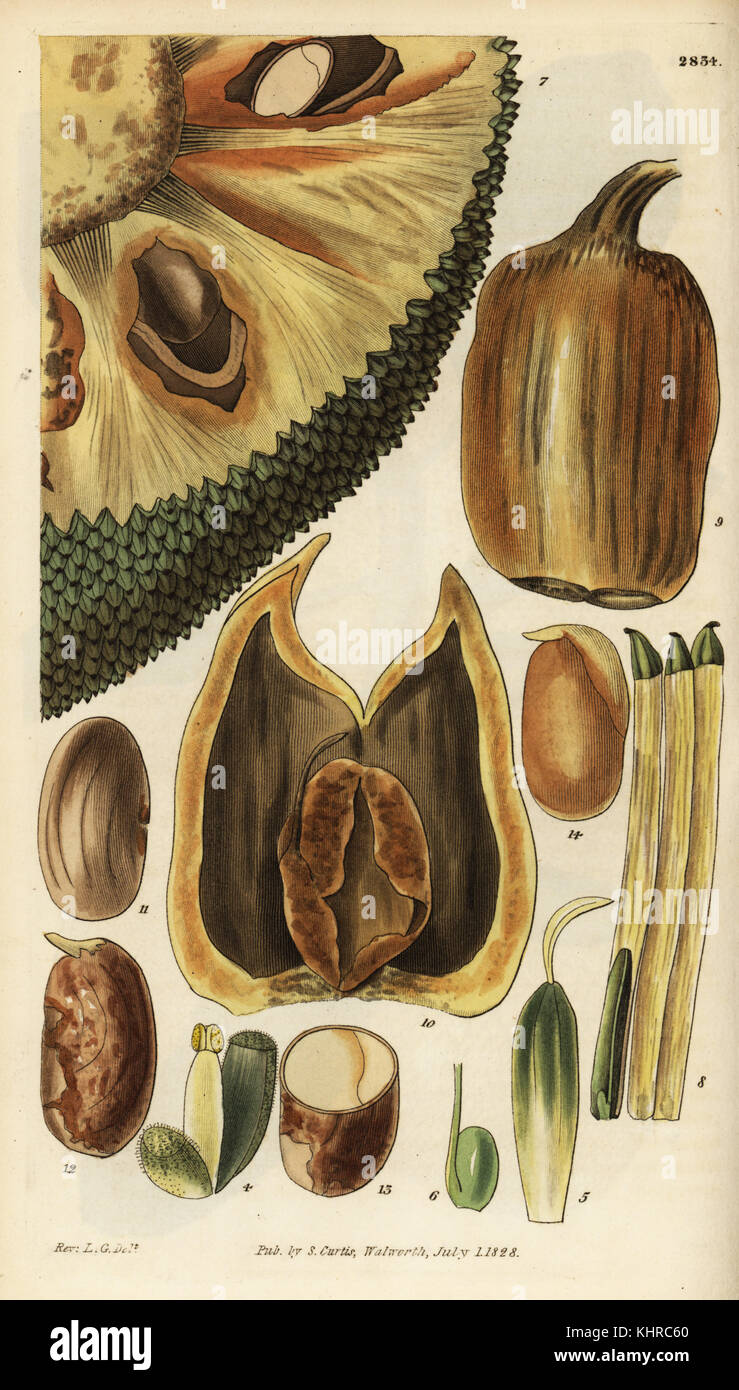 Cempedak, Artocarpus integer. (Jack tree or entire-leaved breadfruit ...