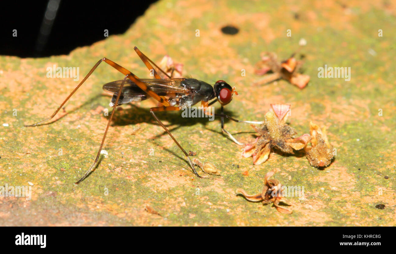 Long legged flies hi-res stock photography and images - Alamy