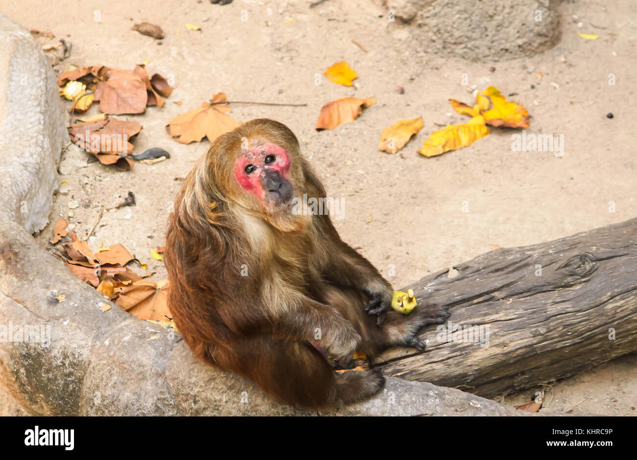 Close up of brown Monkey long hair Stock Photo - Alamy