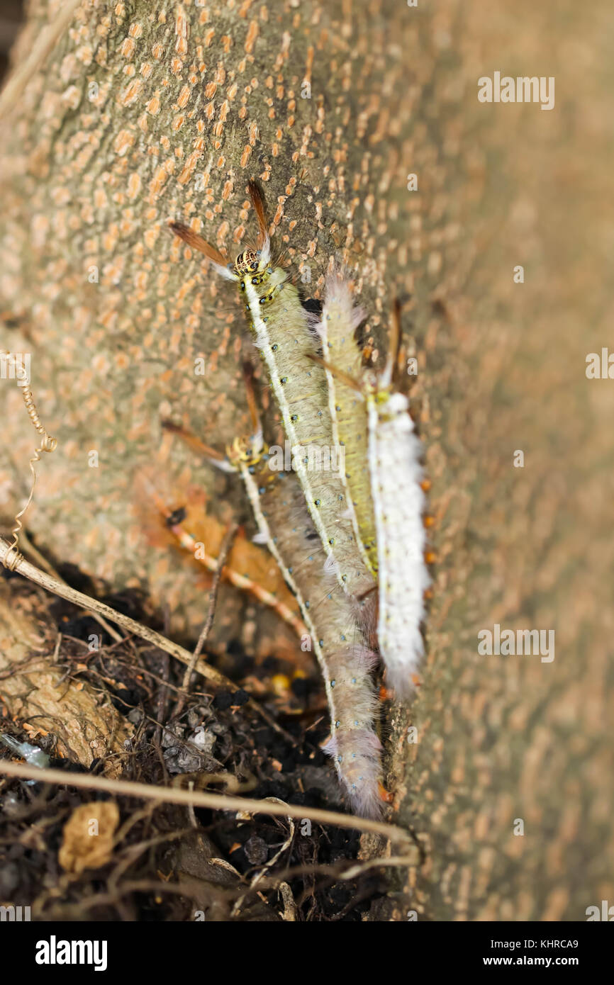 Close up of Colorful group worm under the tree Stock Photo - Alamy
