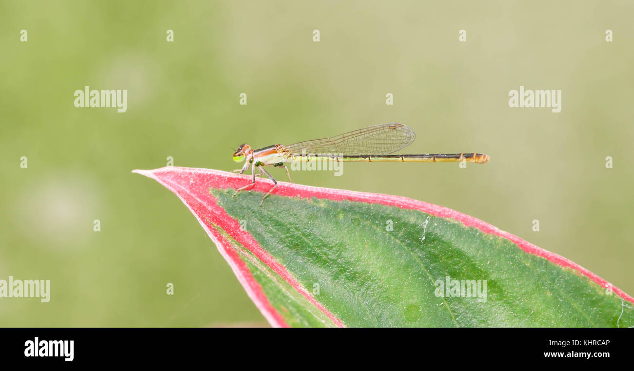 Dragonfly rest hi-res stock photography and images - Alamy