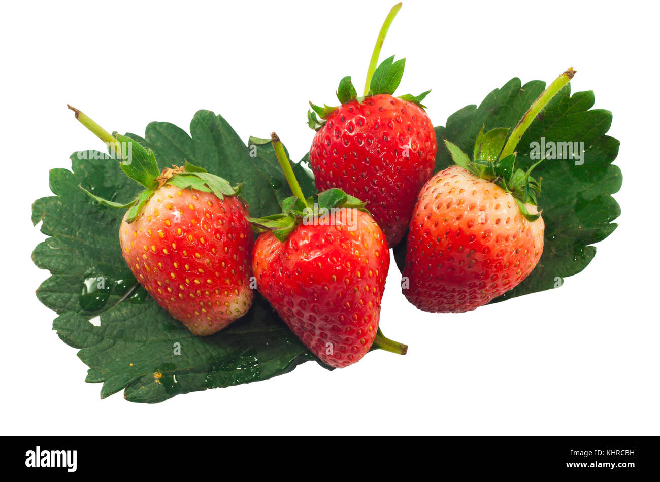 Close up of four Red Strawberry on strawberry leaf Stock Photo - Alamy