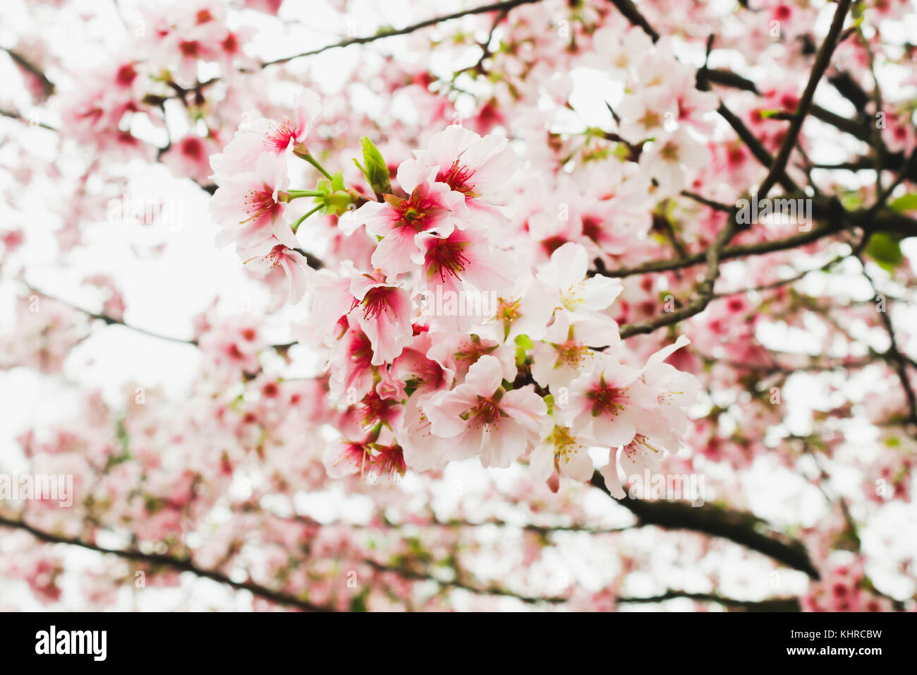 Close up of Fresh white sakura in the garden Stock Photo - Alamy
