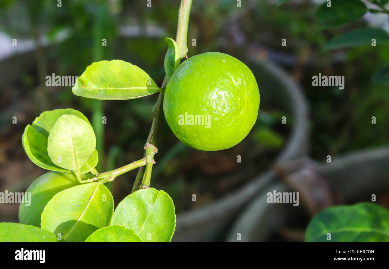 Close up of lemon tree in the garden Stock Photo - Alamy