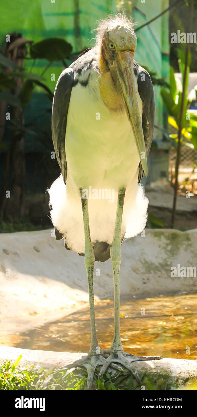 Close up of Lesser adjutant stork in thailand on white background Stock ...