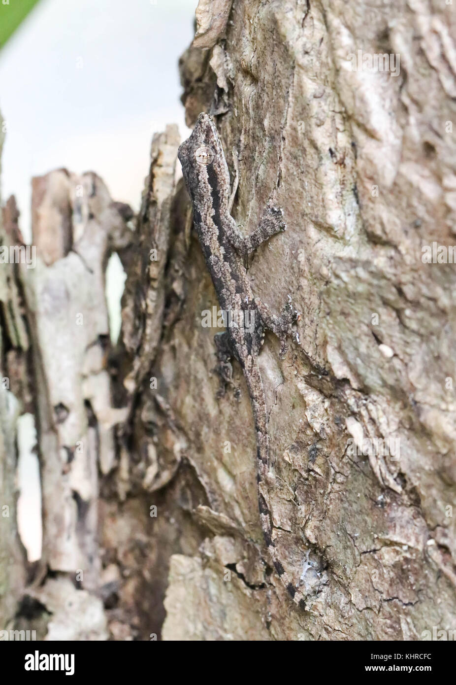 Close up of little brown gecko on the brown tree Stock Photo - Alamy
