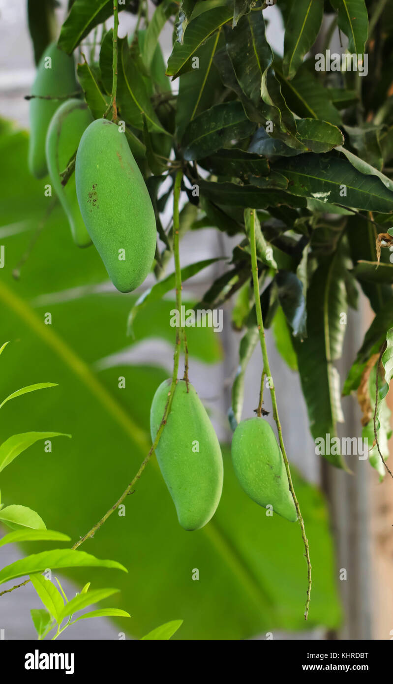 Group of mango hi-res stock photography and images - Alamy