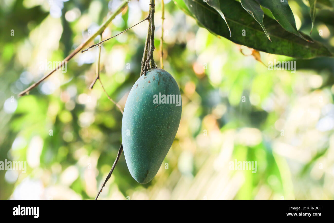 Single green mango hi-res stock photography and images - Alamy