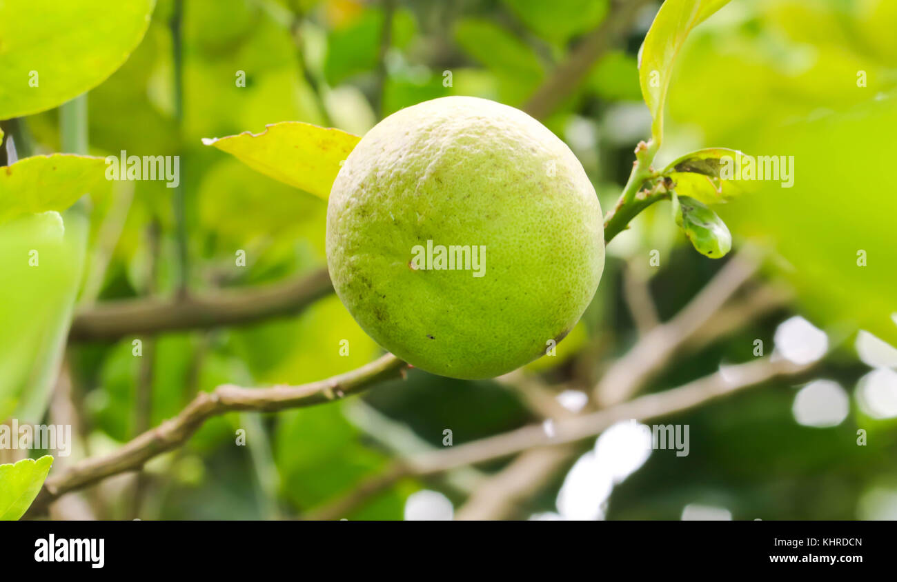 Close up of single lemon tree in the garden Stock Photo - Alamy