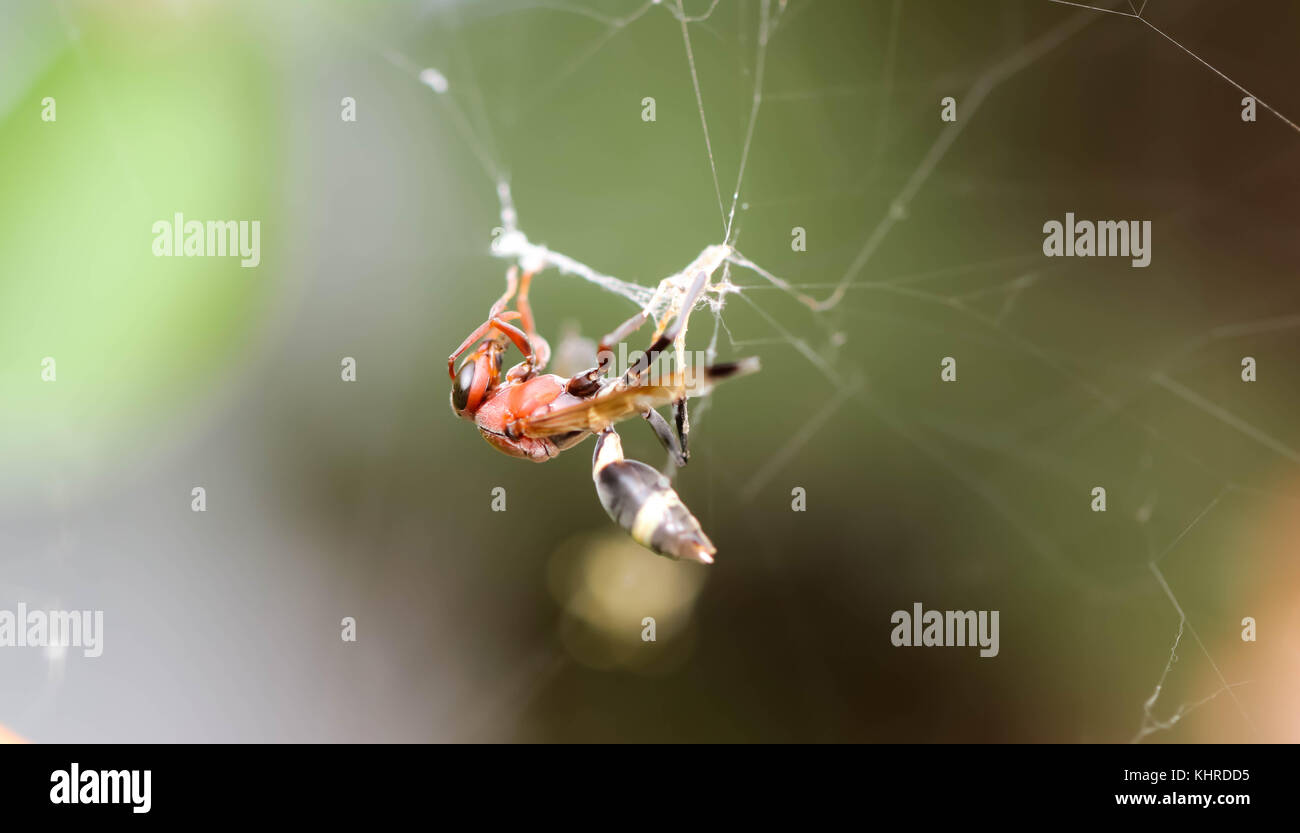 Close up of Single red wasp in the cobweb Stock Photo - Alamy