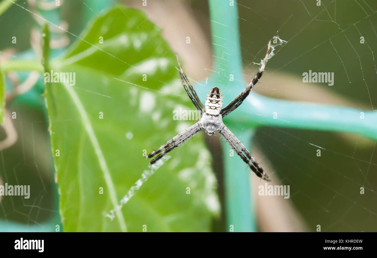Close up of white strange spider on spider web Stock Photo - Alamy