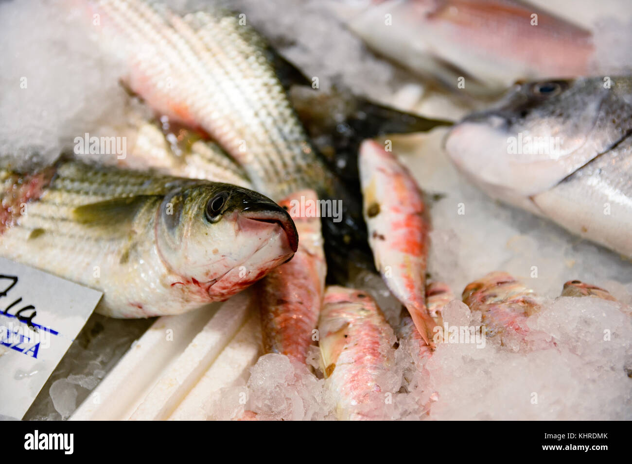 Close-Up Of Freshly Caught European Sea Bass Or Dicentrarchus Labrax On ...
