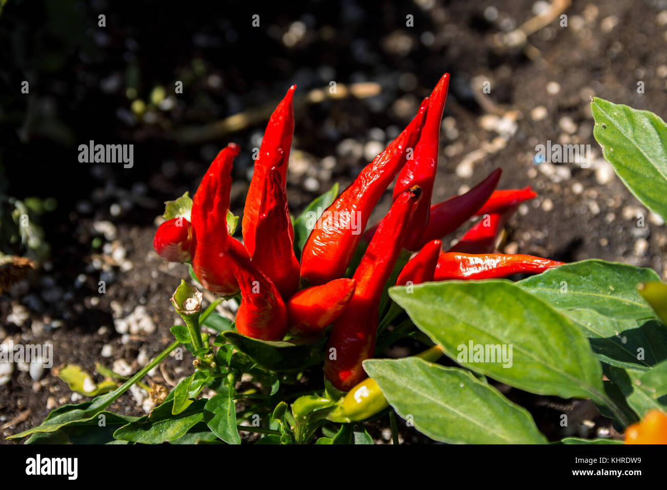 Capsicum annuum ornamental hi-res stock photography and images - Alamy