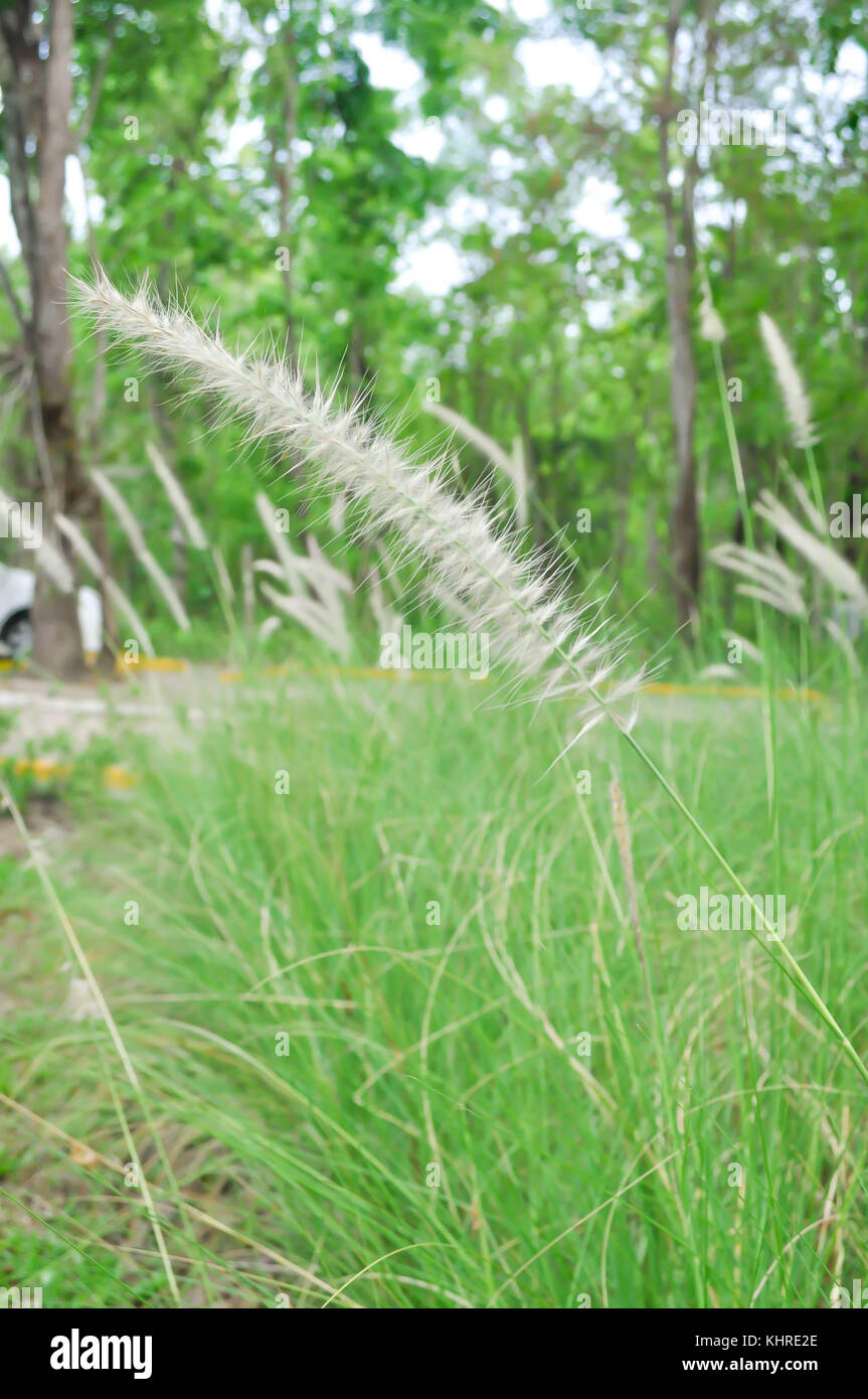 grass , Flowering grass and tree Stock Photo - Alamy