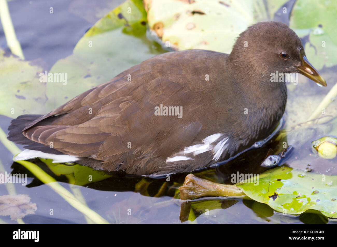 Juvenile coot hi-res stock photography and images - Alamy