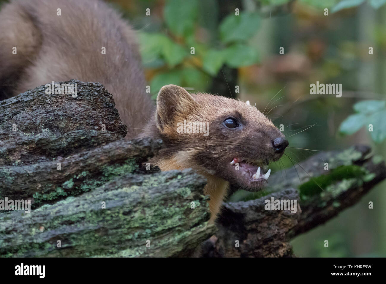 European pine marten, Martes martes, captive, close up portrait while ...