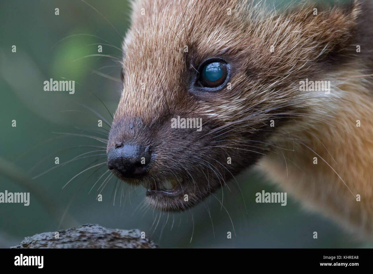 Marten hunting tree hi-res stock photography and images - Alamy