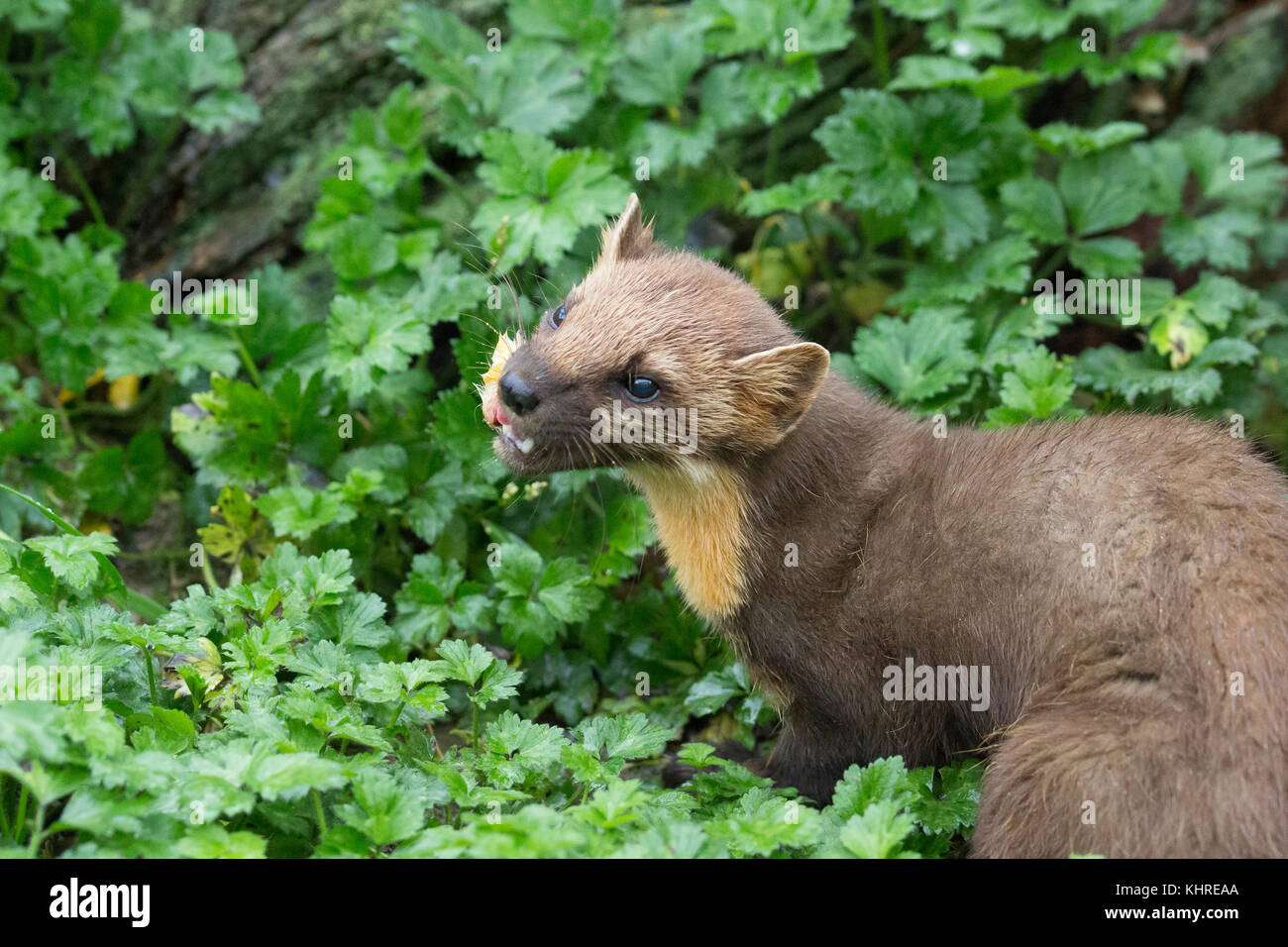 European pine marten, Martes martes, captive, close up portrait while ...