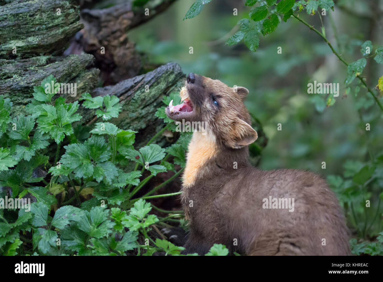 European pine marten, Martes martes, captive, close up portrait while ...