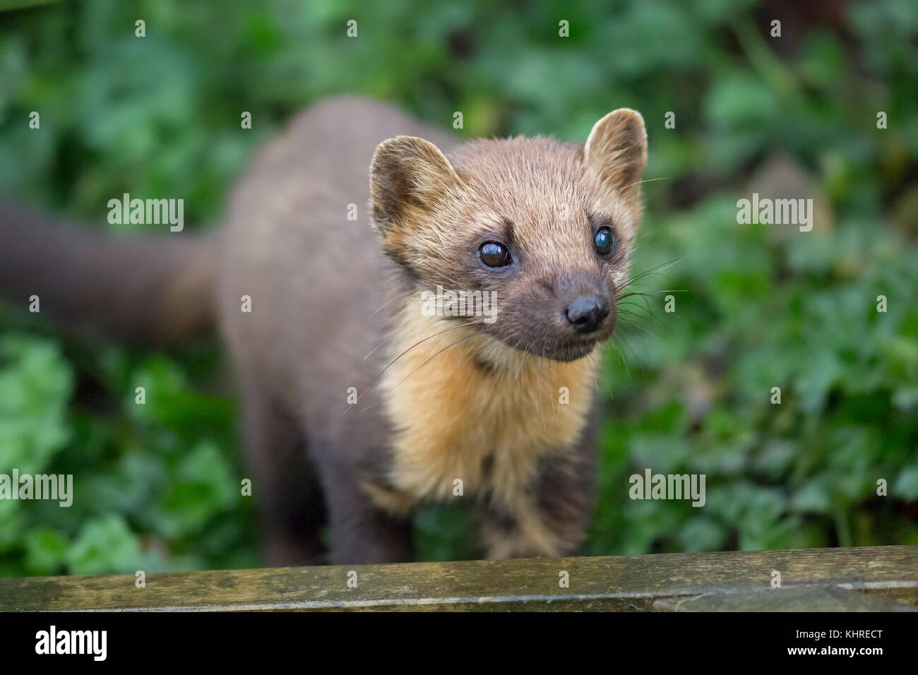 European pine marten, Martes martes, captive, close up portrait while ...