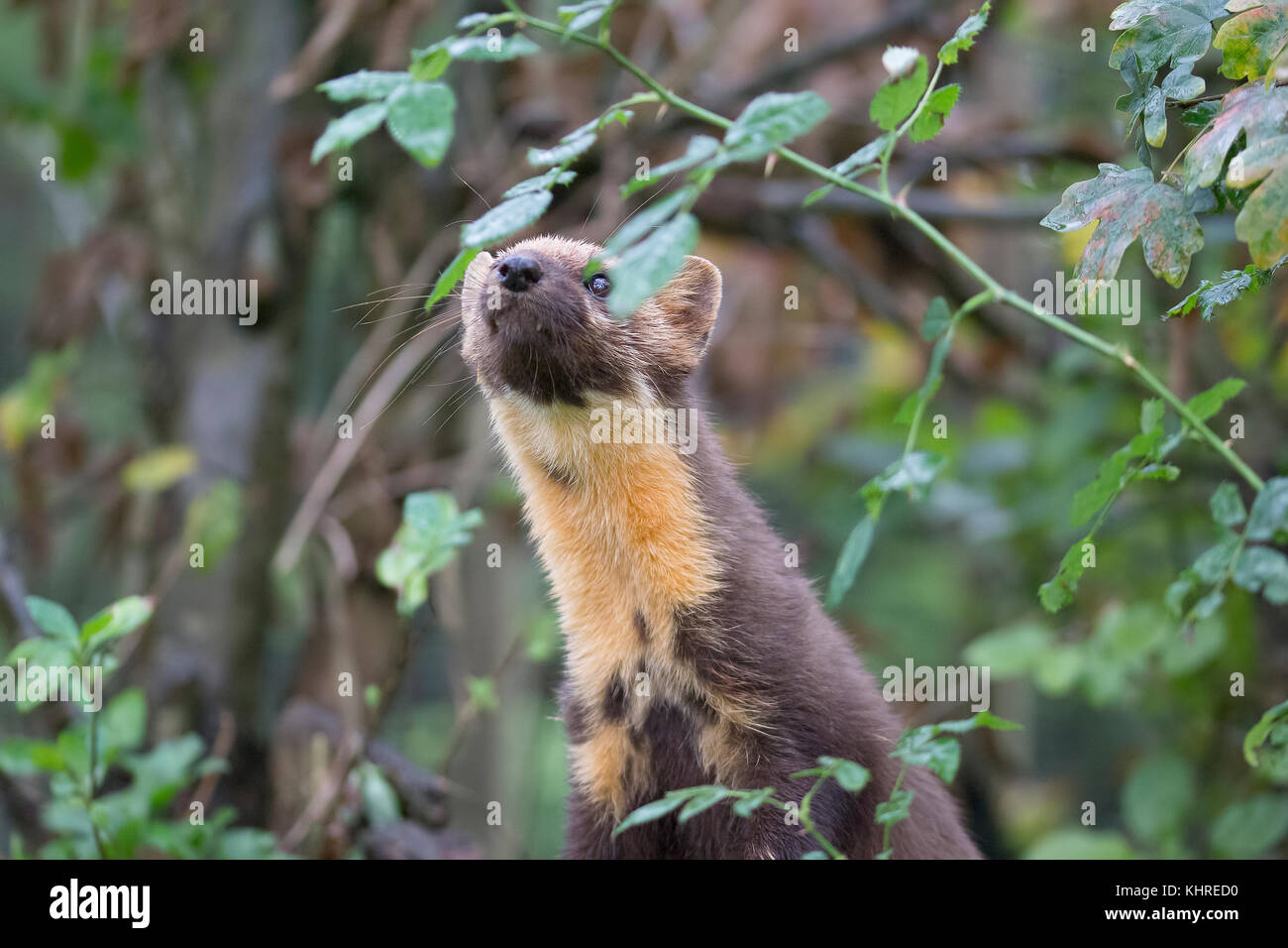 Marten hunting tree hi-res stock photography and images - Alamy