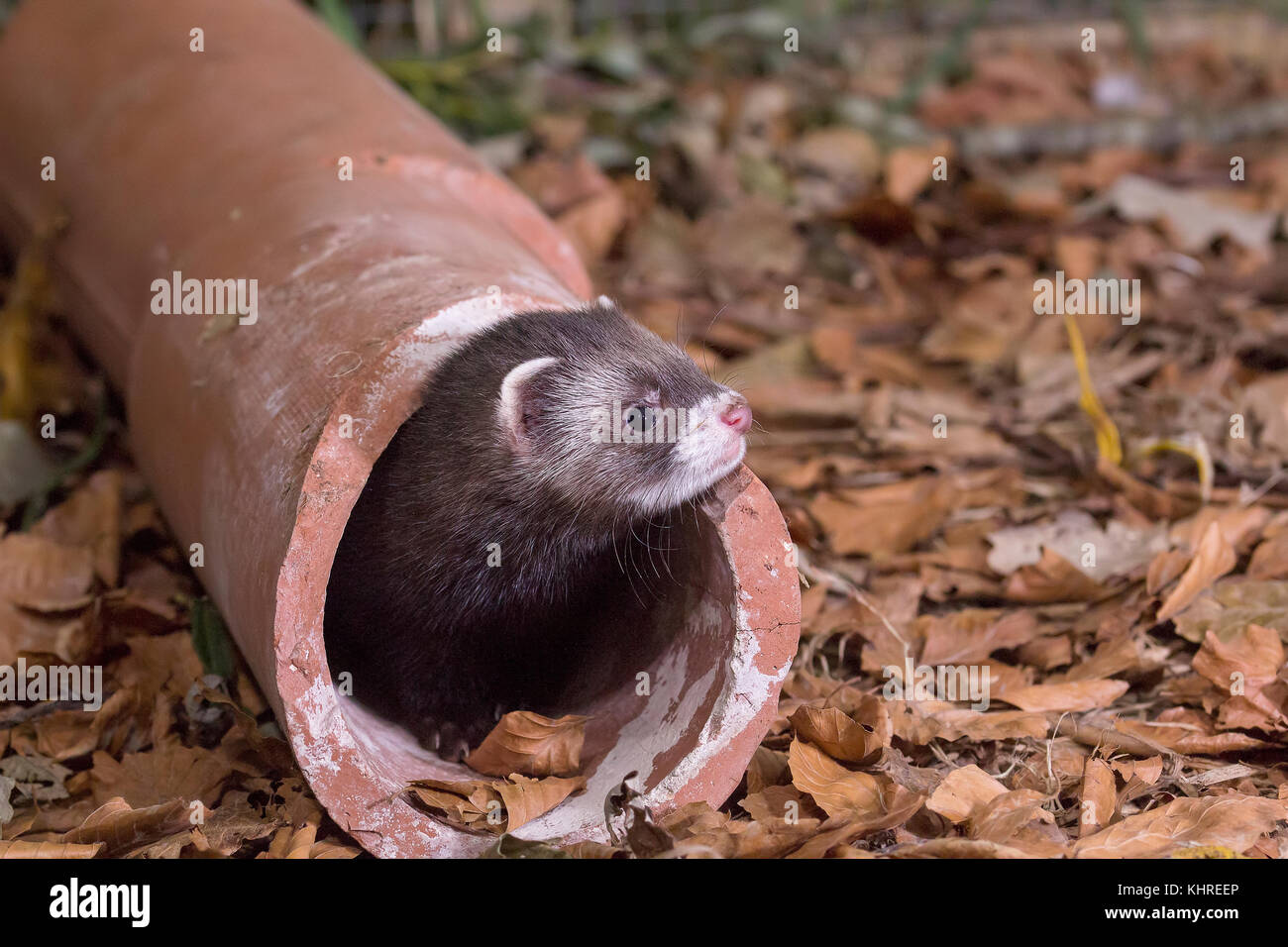 European polecat, Mustela putorius, captive, close up portrait of adult ...