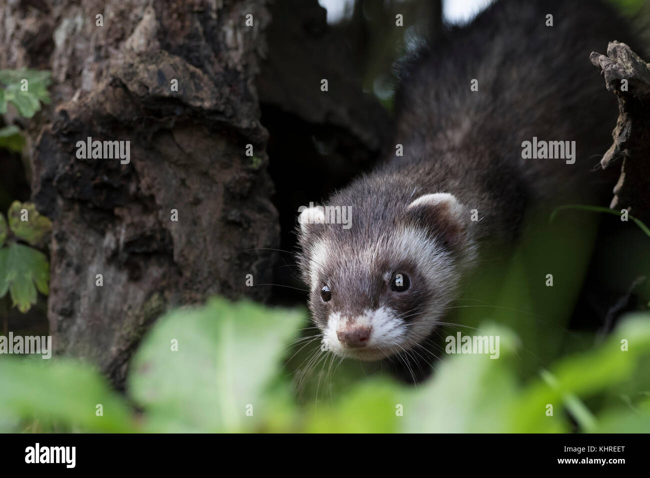 European polecat, Mustela putorius, captive, close up portrait of adult ...