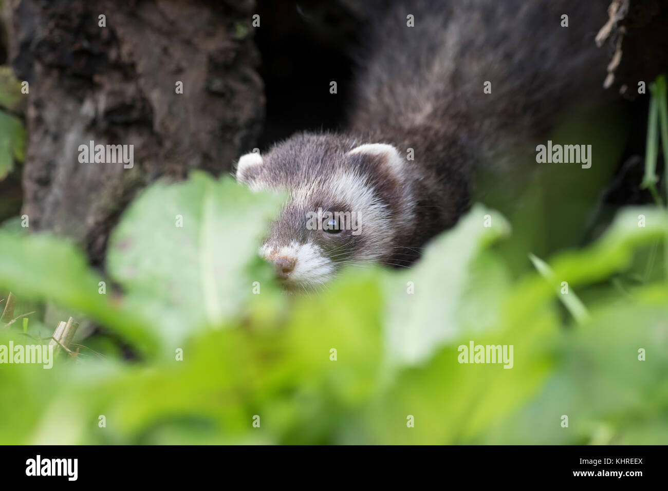 European polecat, Mustela putorius, captive, close up portrait of adult ...