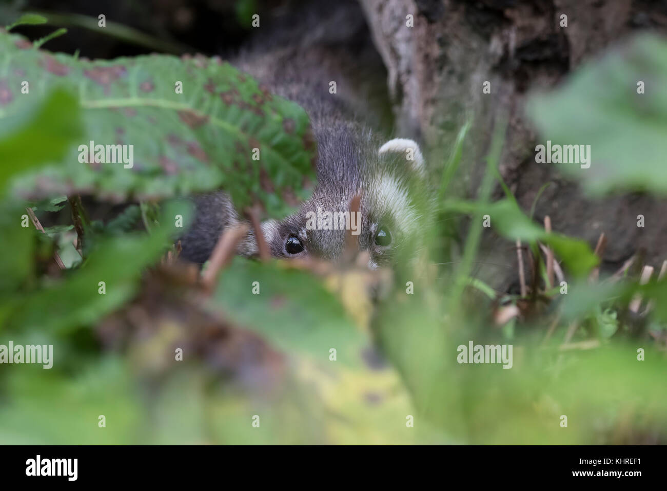European polecat, Mustela putorius, captive, close up portrait of adult ...